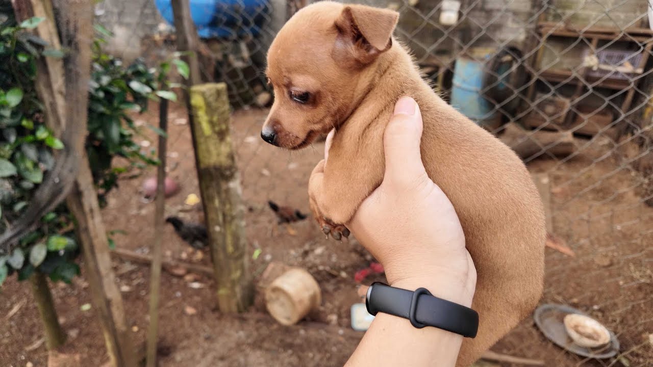 The puppy was naughty with his brother this afternoon - YouTube