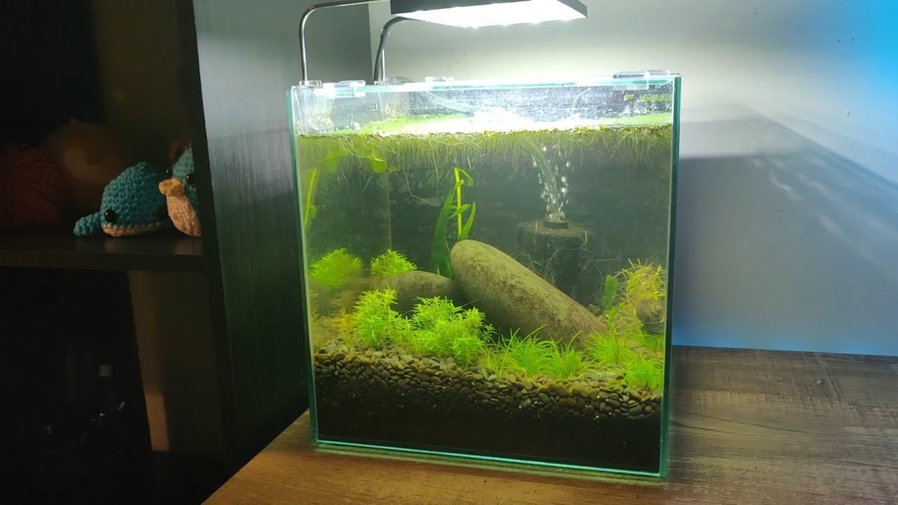 🦐 Micro Shrimp Tank 🦐 | Planted | Relaxing WFH Setup - YouTube