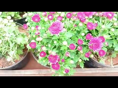 What beautiful flowers different varieties #Shorts (@Amma Simple Recipes)