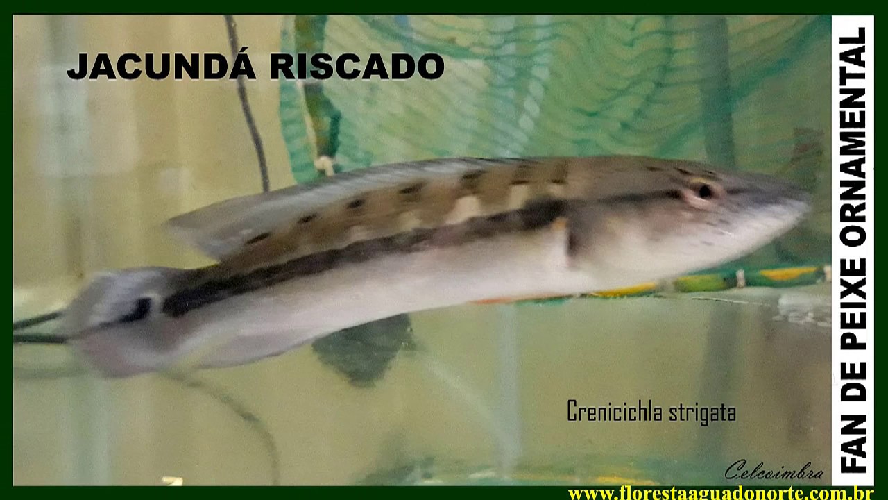FAN DE PEIXE ORNAMENTAL - Pike-cichlid - Jacundá Riscado - Crenicichla ...
