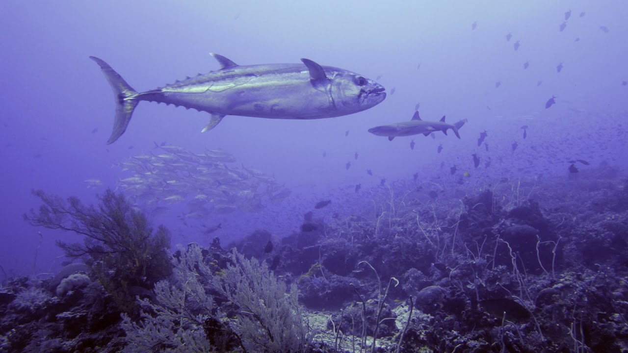 Amos Rock - Tubbataha Reef Natural Park - YouTube