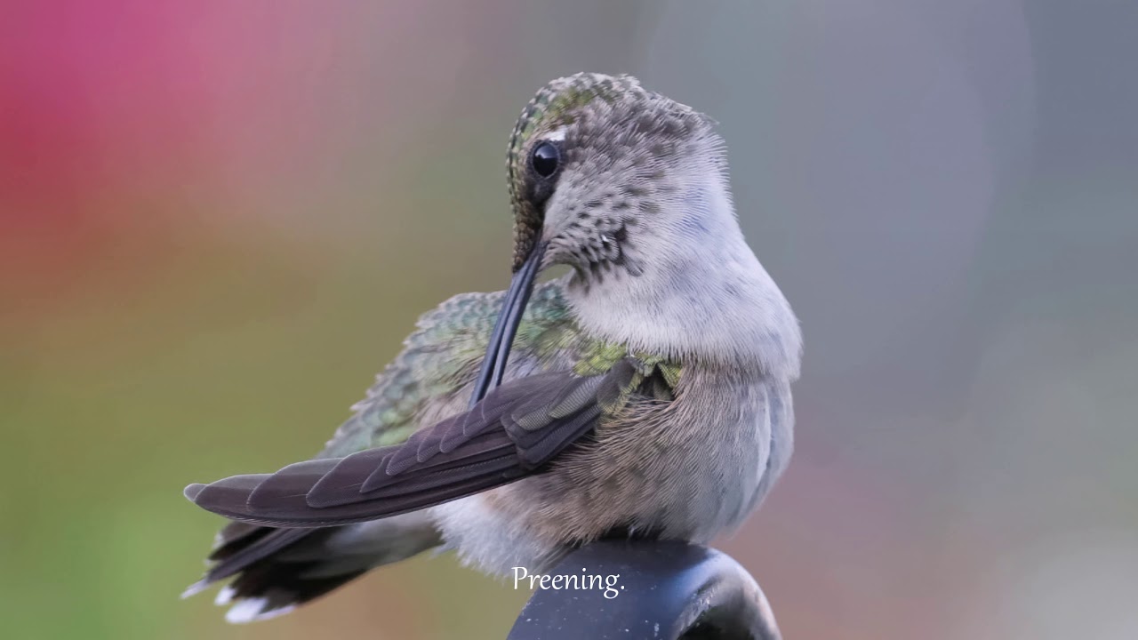 Hummingbirds 2014 vol 3 3840x2160 HQ - YouTube