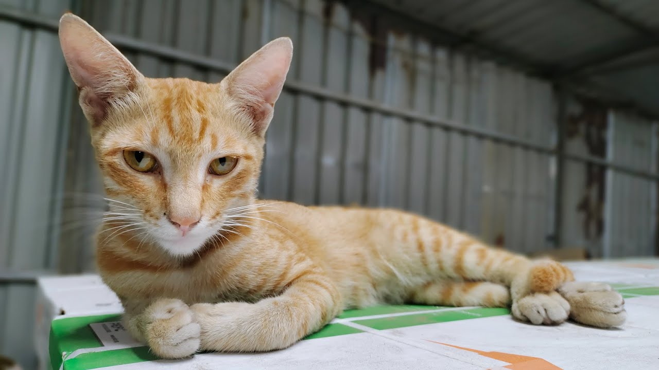 Meet with Pipo #cat #cats #catlover #video #videos #love #youtube # ...