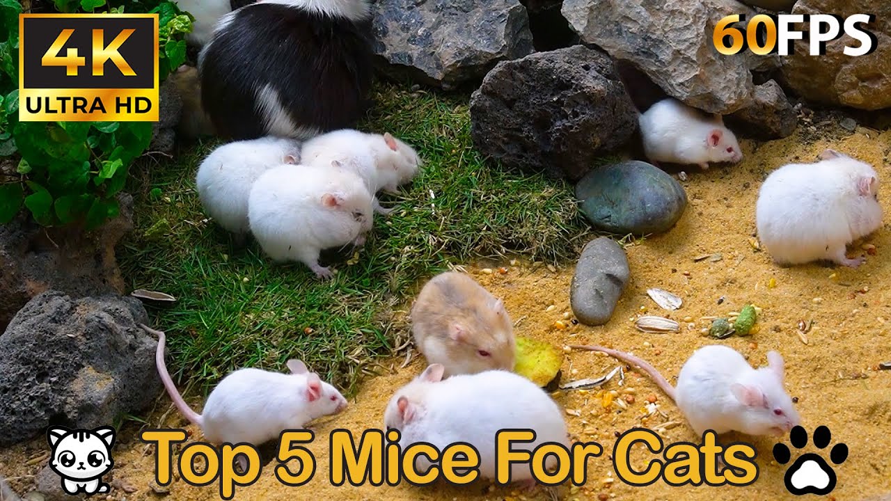 Top 5 Mice That Keep Cats Hooked All Day 😻: The Cutest Little Trouble ...