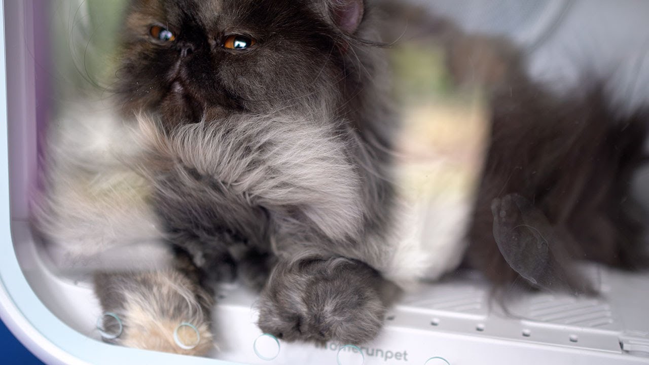 No stress for beautiful cat with Homerunpet Drybo Plus😻🛁 ️ ️😻🛁 ️ ️ ...