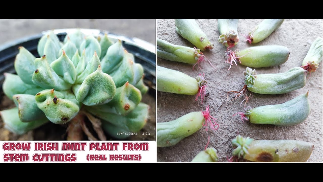 How to grow irish mint plant from leaves | How to grow new plants of ...