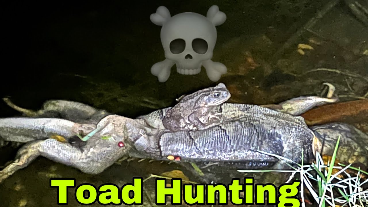 Cute Girl Goes Cane Toad Hunting (Challenge)How many do We Catch? - YouTube