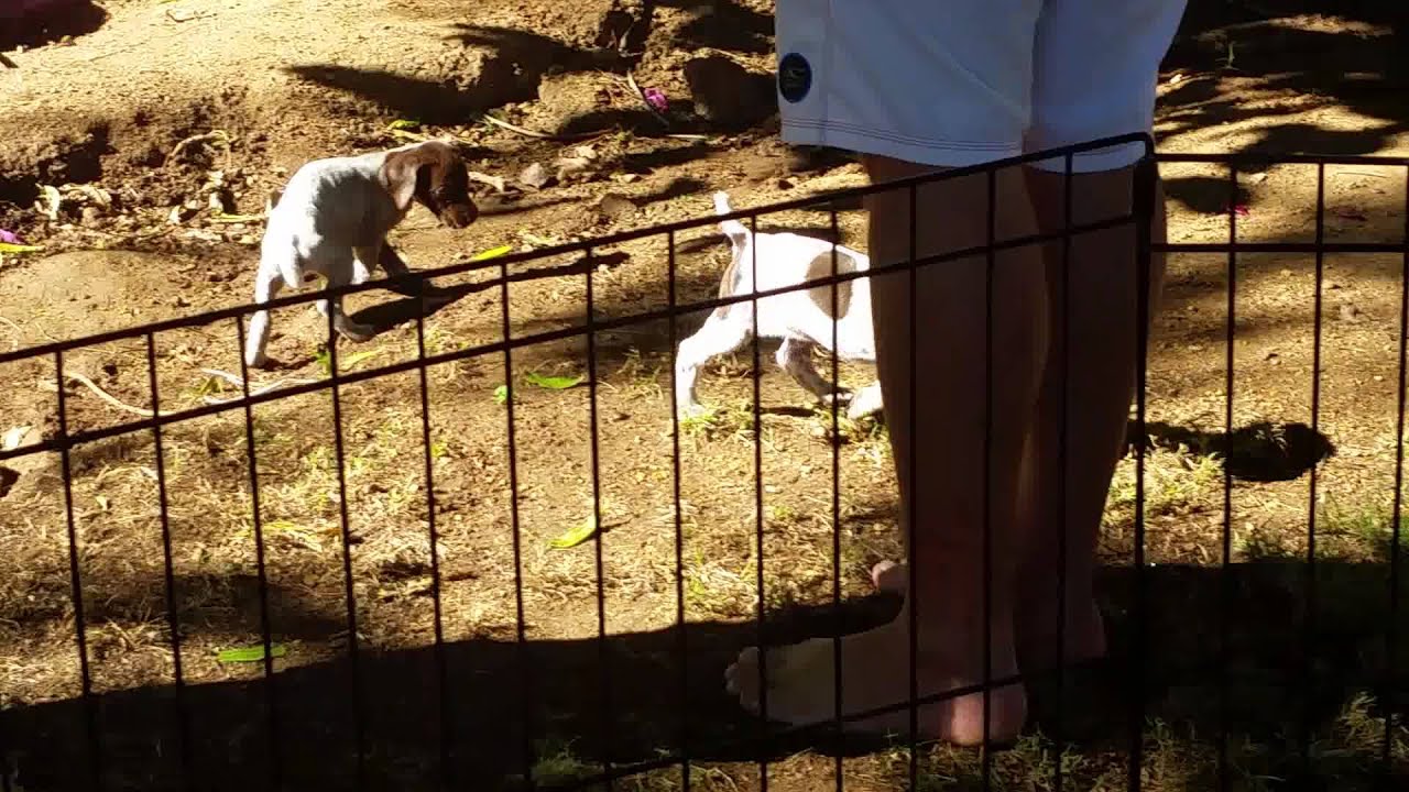 Cowboy playing gsp - YouTube