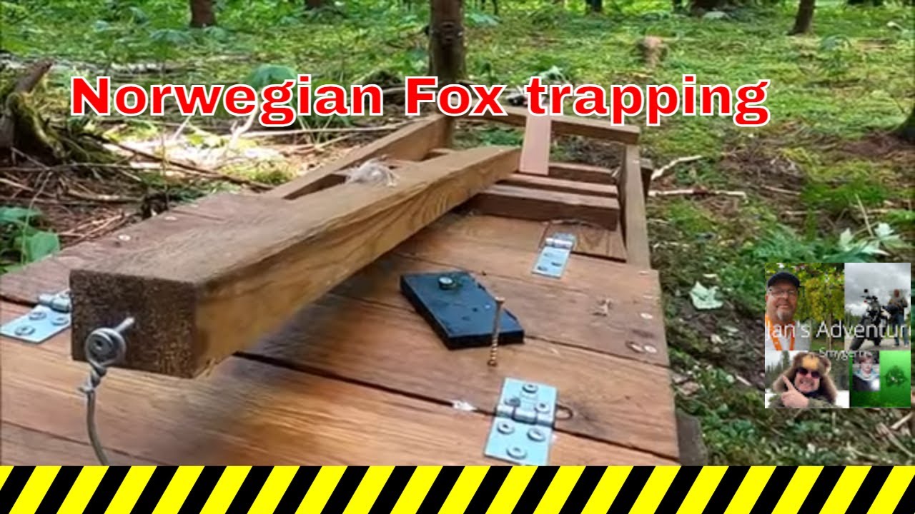 " Norwegian Fox Trappers Ready For Season Opener On July 16, 2023 ...