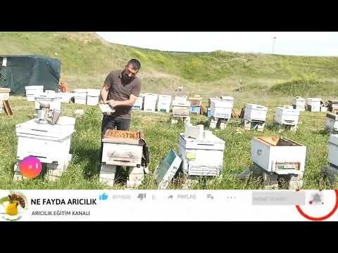 Nisanda ana arı meme dikerse Nasıl bölmeliyiz ve oğul 3 konu detaylı anlatım ne fayda