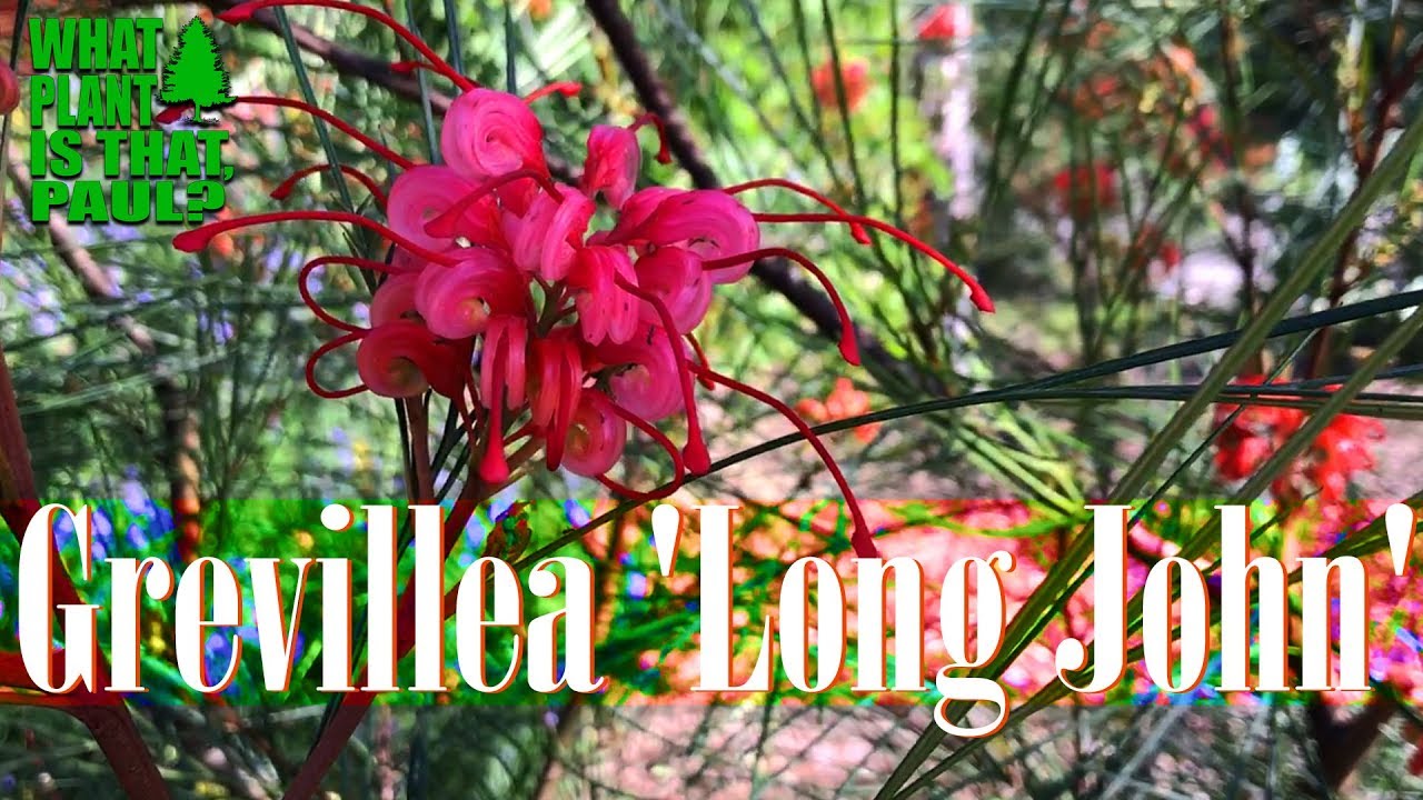 Grevillea 'Long John' - is a beautiful shrub grown for its dazzling ...