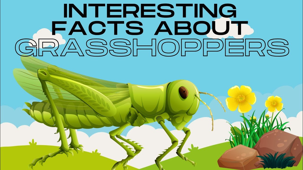 Information about Grasshoppers for kids.Amazing Facts About ...