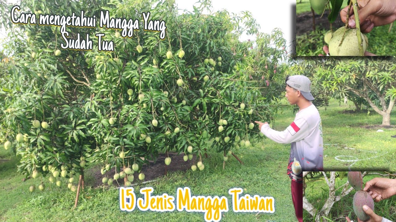 Cara Mengetahui Mangga yang sudah Tua ? 15 Jenis Mangga Taiwan yang ...