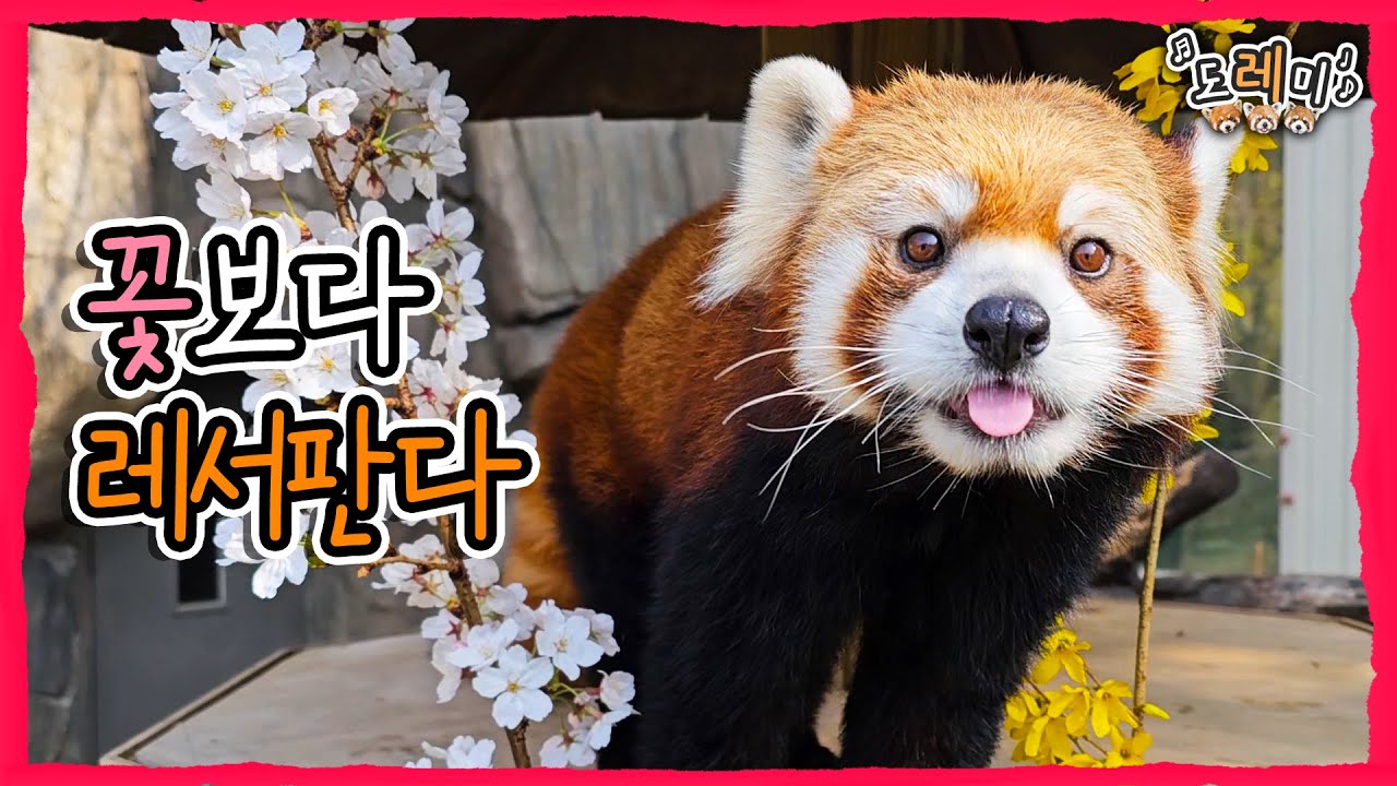 (SUB) “벚꽃의 꽃말이 뭔지 알아?” 바로 레서판다래..☆" 꽃들과 함께한 레서가족의 봄맞이🌸│에버랜드 레서판다 ...