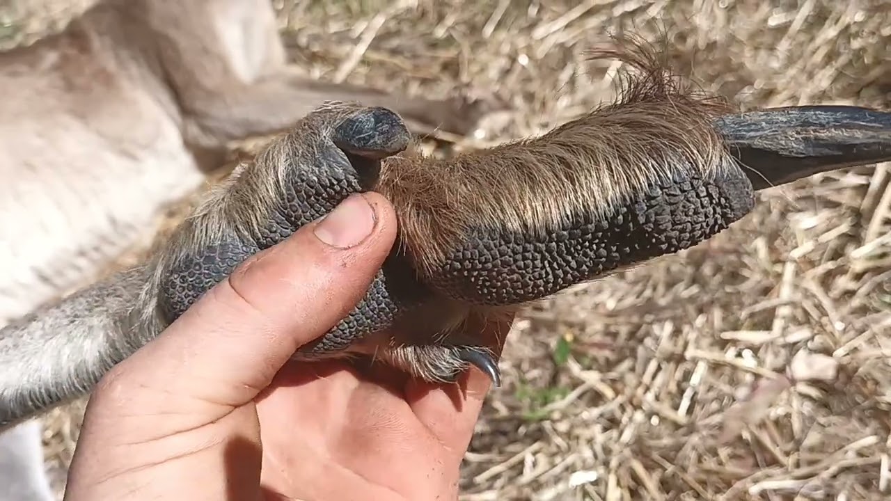 Kangaroo feet close up (quick) - YouTube