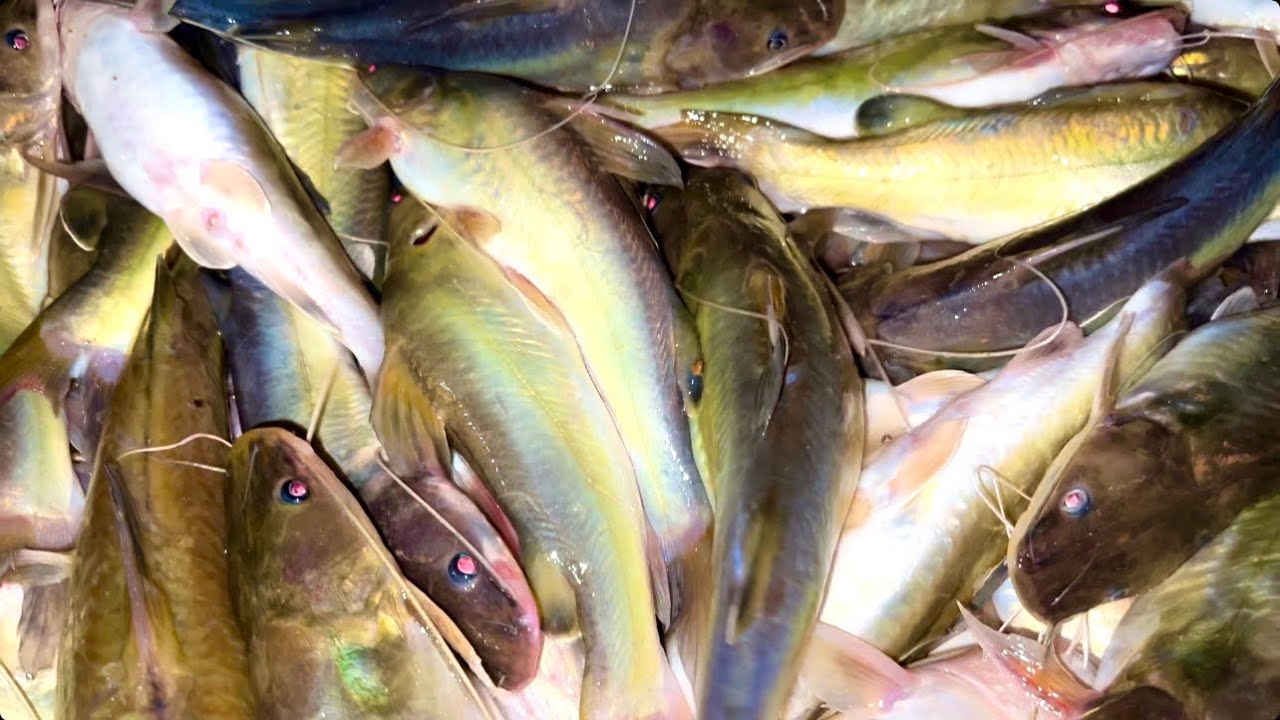 Delicious fish, Natural fish Tonle Sap Lake, amazing fish - YouTube