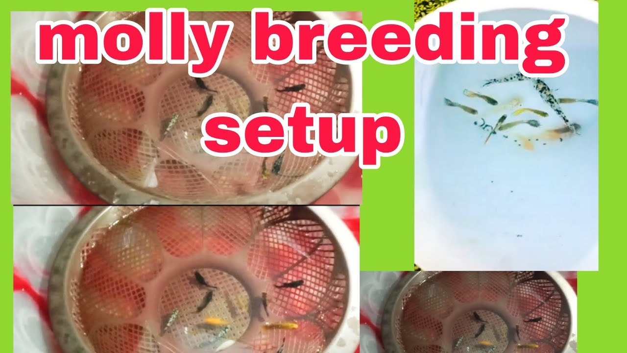molly breeding setup #fish - YouTube