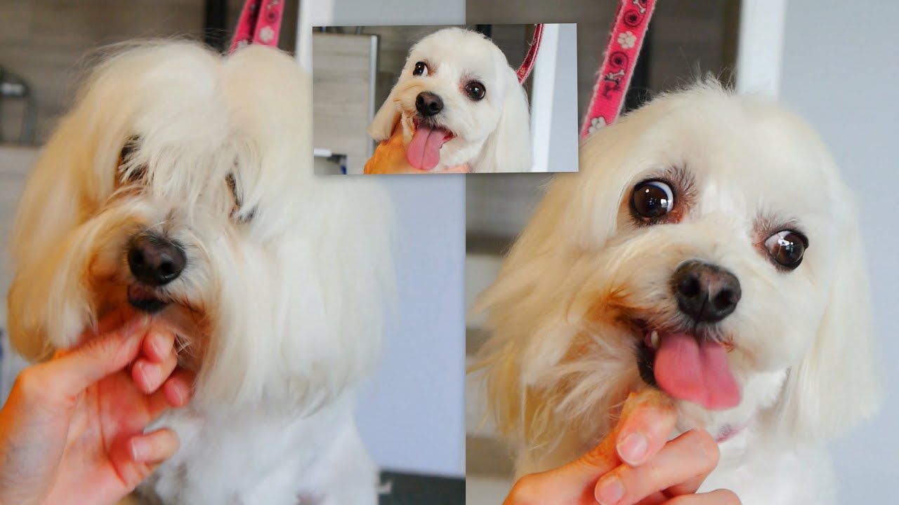 Maltese Full Grooming Video in Steps - YouTube