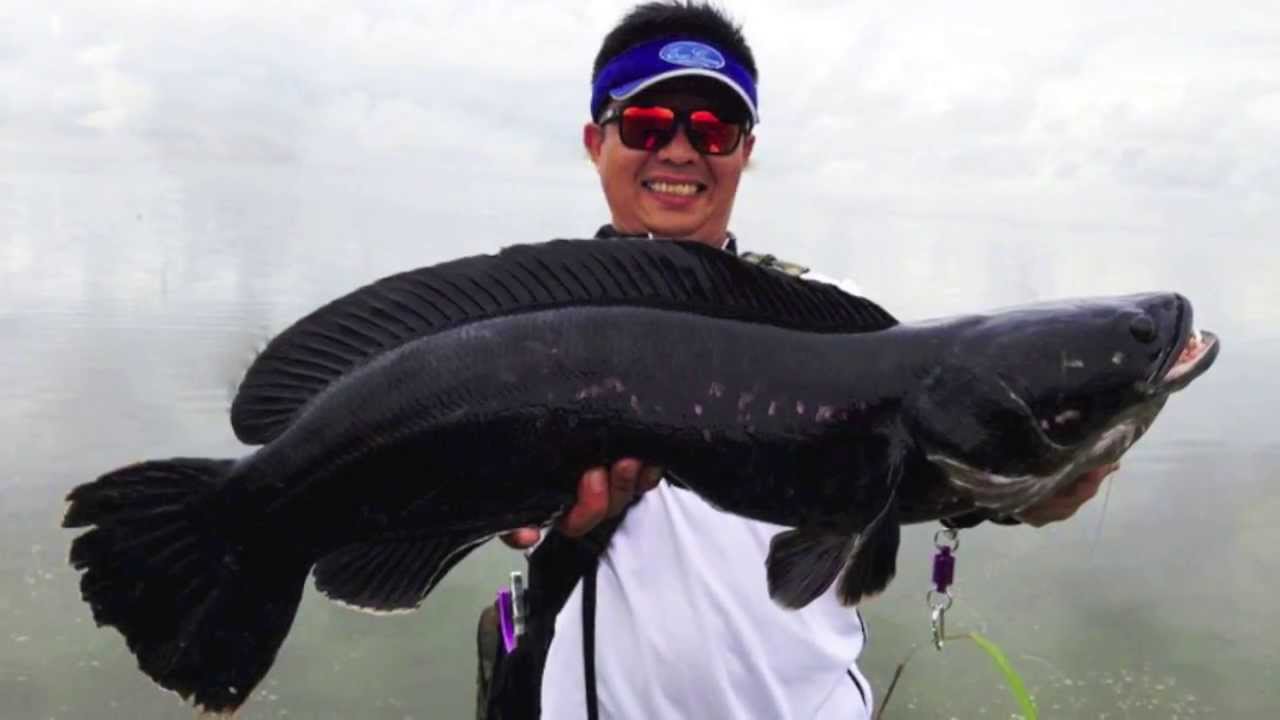 FEED ~ SKIP 28 HD - YouTube