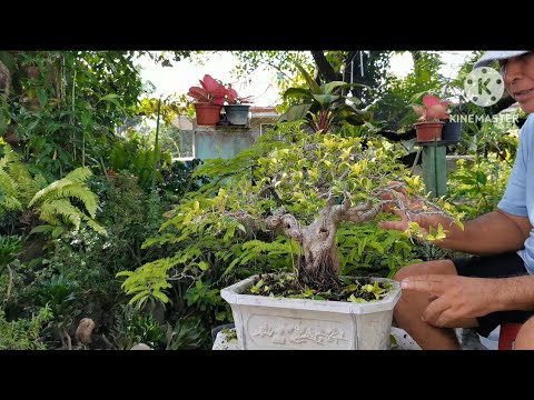 A short Video of a true story of a Bonsai enthusiast in his daily - YouTube