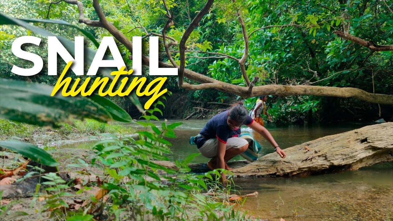 Shhh! Snail Hunting Deep in the Jungle | Tribal Delicacy Good for the ...