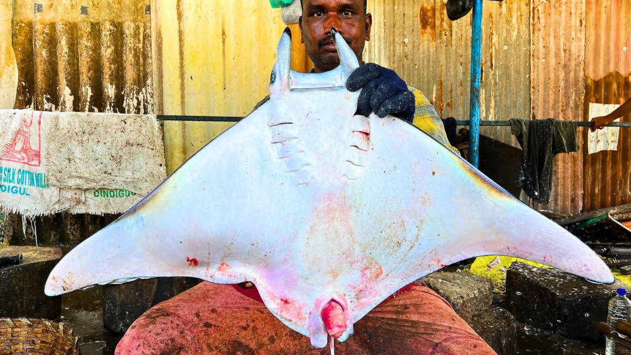 BIG STINGRAY FISH CUTTING VIDEO CUTTING FOCUS 🔪 - YouTube