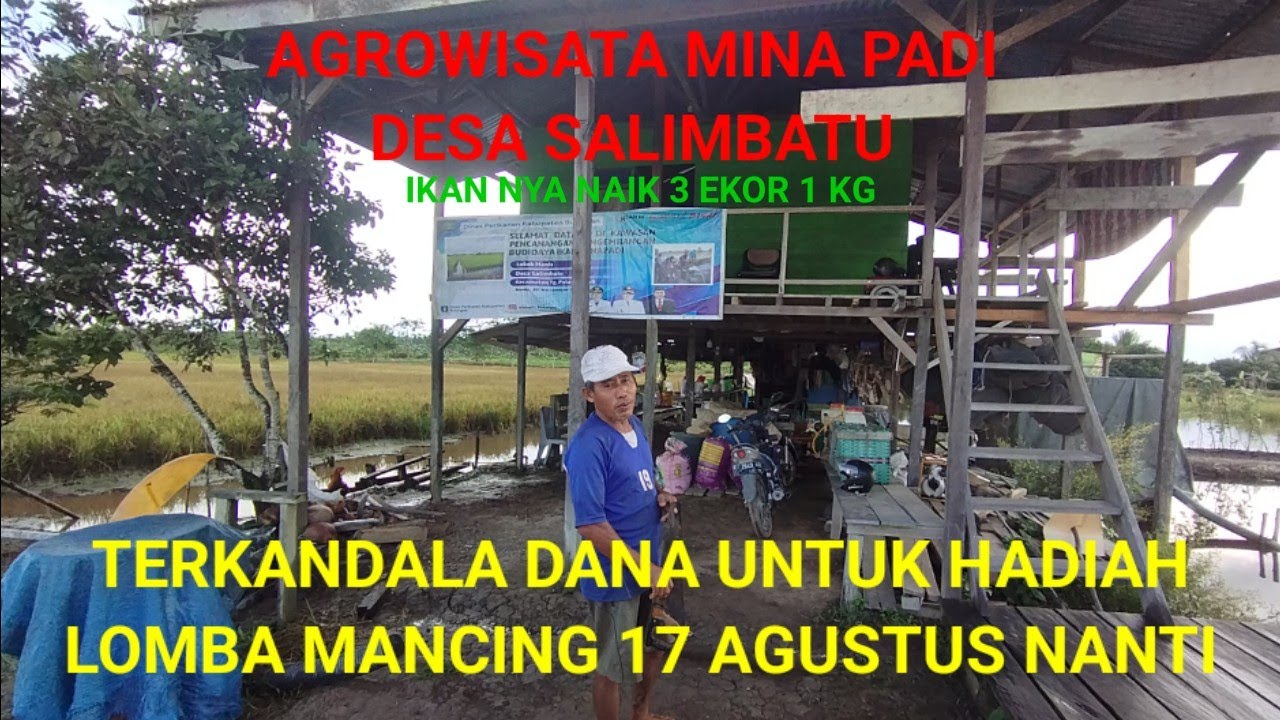 BUDIDAYA MINA PADI BERSAMA TRANSMIGRAN PAK TUMANAN‼️ PADI SEHAT IKANNYA ...