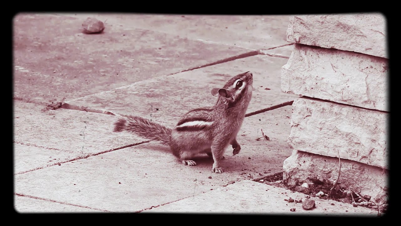 Cute chipmunks playing in the yard 😄 - YouTube