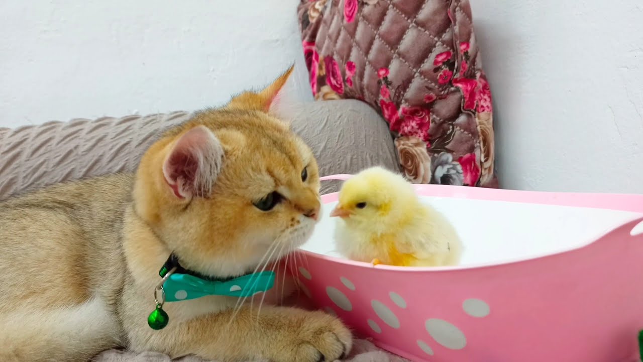 What Happens When a Cat Meets a Baby Chick? - YouTube