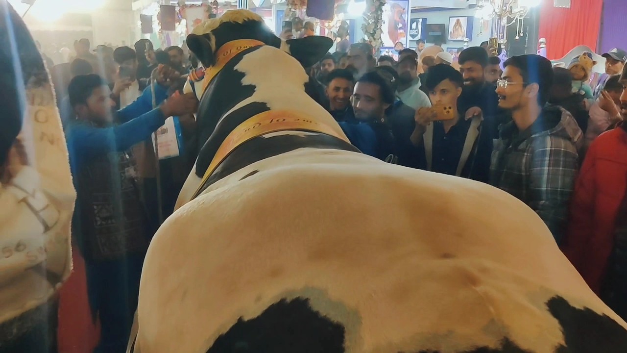🏆 Meet the Record-Breaking Biggest Bull in Farming History! 🐂💪 - YouTube