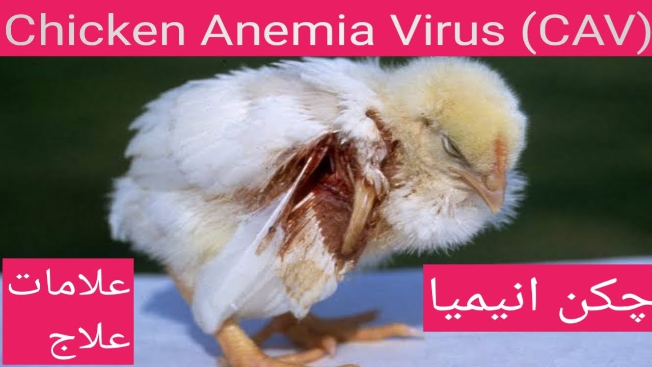 Chicken Infectious Anemia|#Poultry Doctor|#Treatment#CIA - YouTube