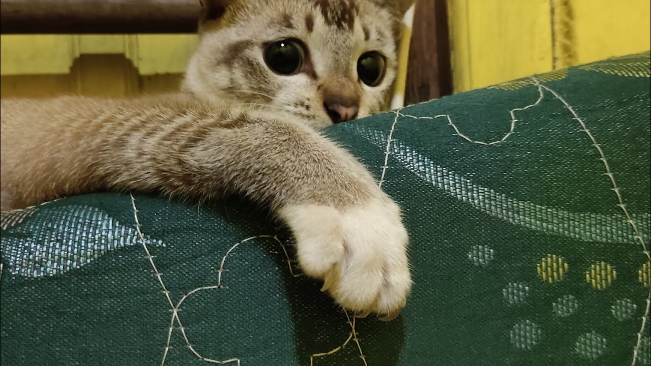 kucing ngantuk berat🐱 - YouTube