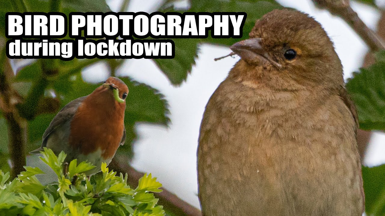 Bird Photography during Lockdown | Robin, Reed Bunting, Chaffinch and ...