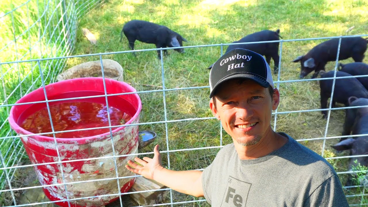 How To Make A Simple Automatic Pig Waterer - YouTube