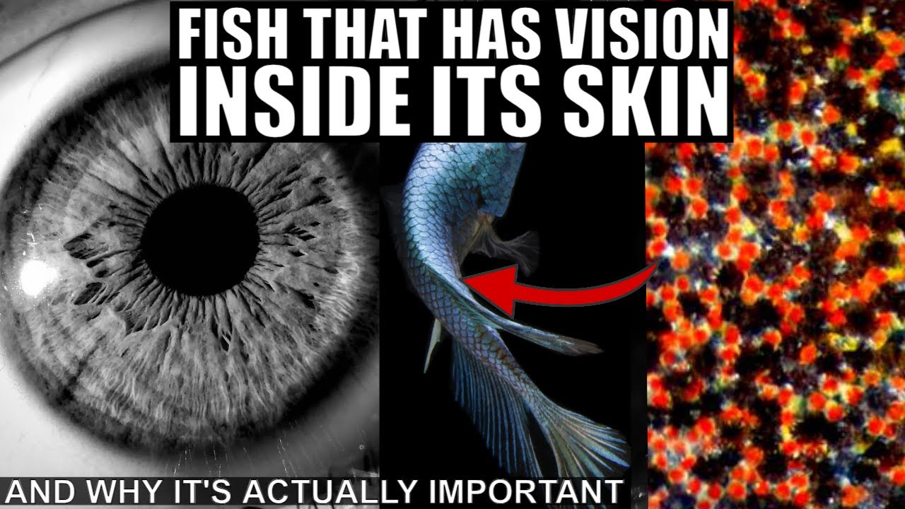 Fish That Can See With Its Skin and Evolution of Alternative Vision ...