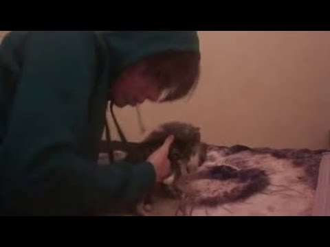 1 Boy 2 Kittens (REAL FOOTAGE)