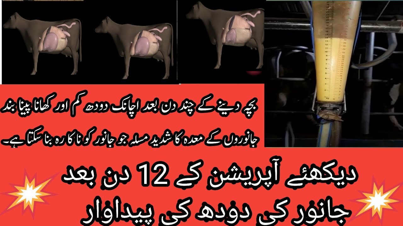 LDA cow surgery II LDA cow surgery to recovery II آپریشن کے بعد جانور ...