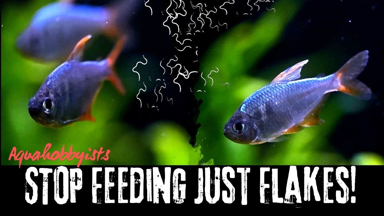 STOP Feeding Just Flakes! This Live Food Transforms Fish FAST 🐠🔥 - YouTube