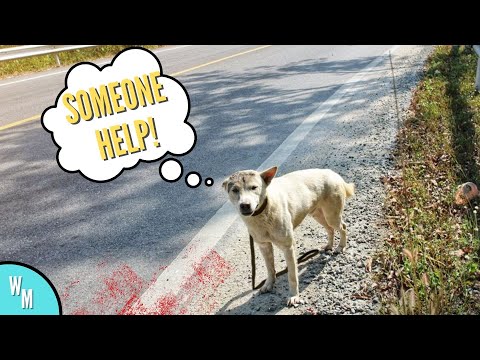 Mom Sends Angry Son To Walk The Dog, Hours Later The Puppy Returns Injured Whining and Limping..