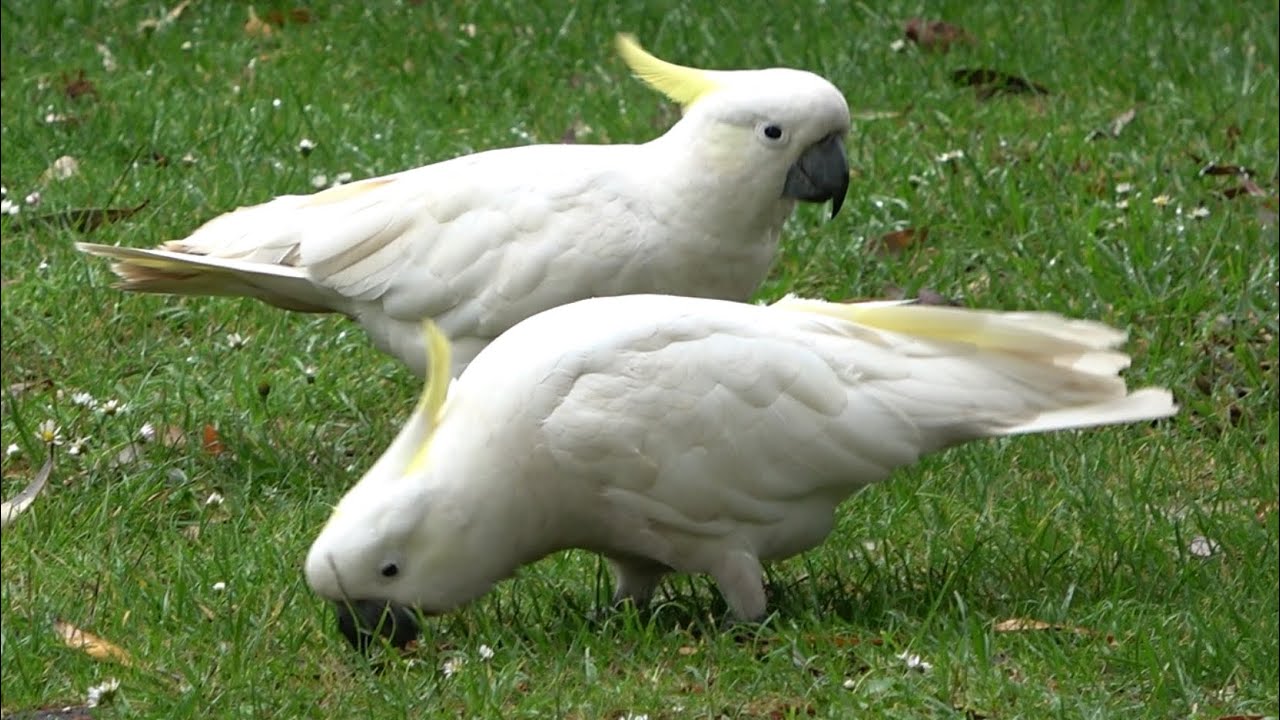 Sulphur-crested Cockatoos, Cumberland River Holiday Park, Australia ...