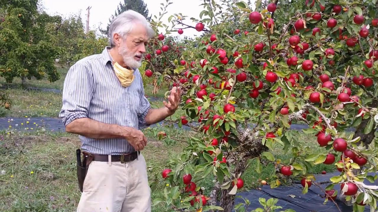 Akane apple trees: an excellent choice for the home grower - YouTube