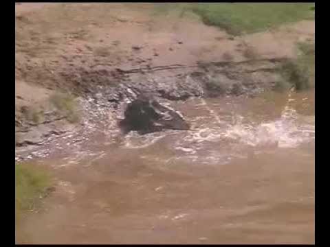 CROCODILE ATTACKS WARTHOG IN KRUGER - YouTube