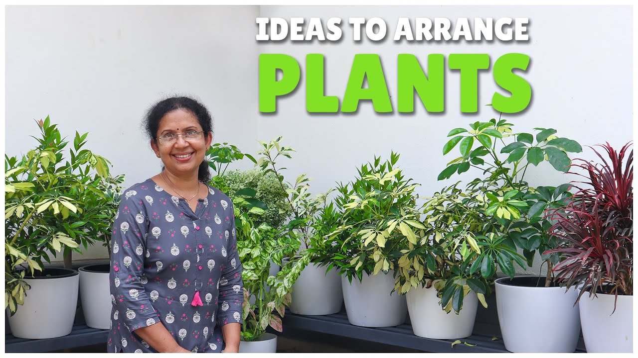 Organizing Plants | Safe Arrangement | Setting Plants - YouTube