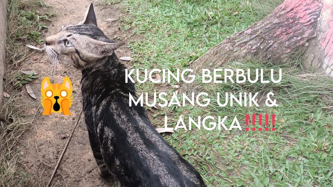 wow....!!! Aneh Kucing Siluman Unik & L4ngk4 - YouTube