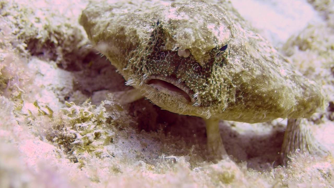 Rare video of a Batfish in Barbados https://youtu.be/-TeHAO3zkY8 - YouTube