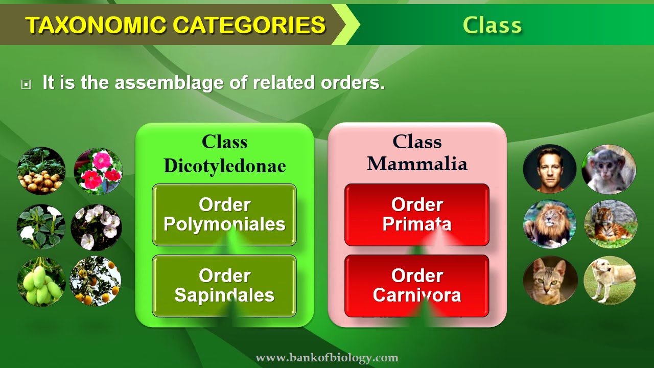 living world - part 3 taxonomic categories - YouTube