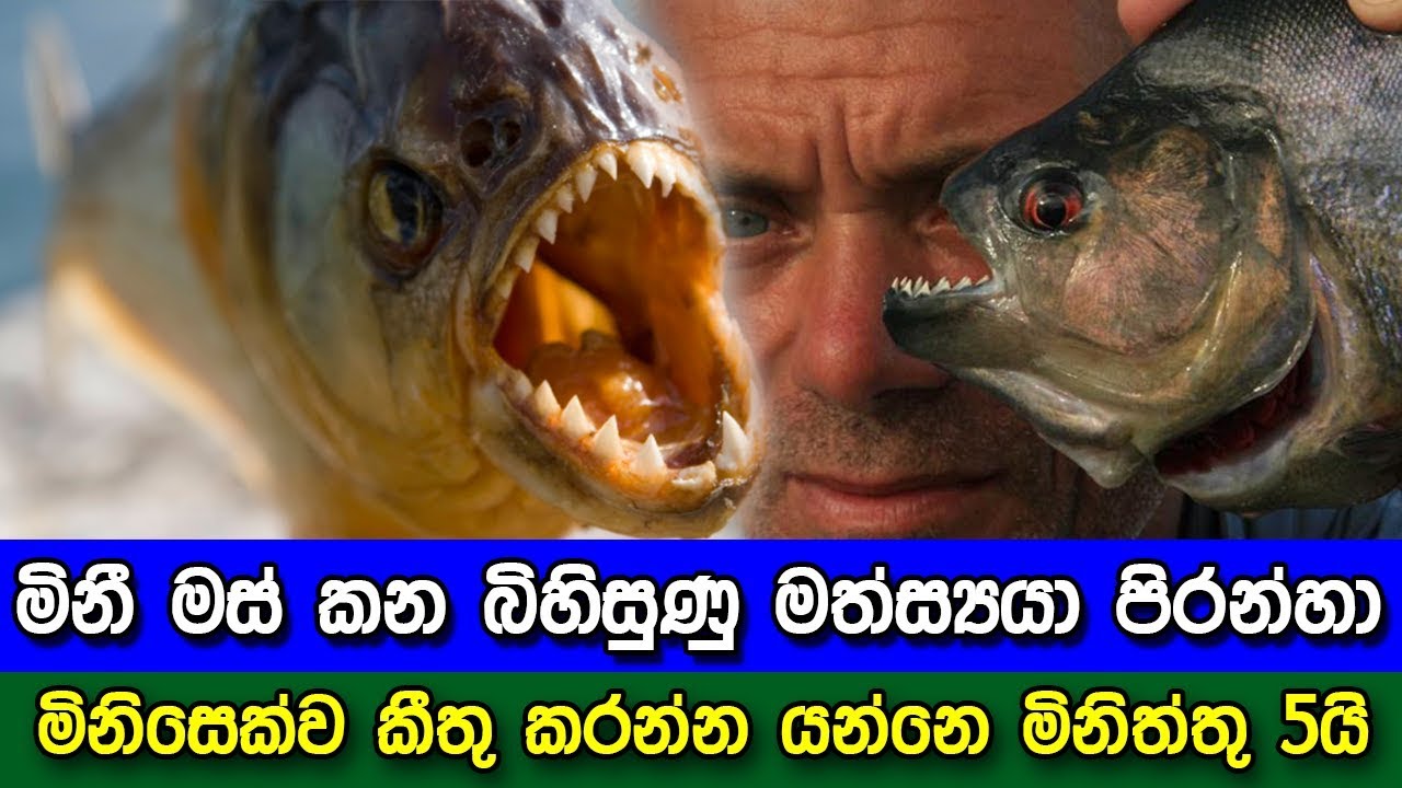 මිනී මස් කන බිහිසුණු මත්ස්‍යයා පිරන්හා - Most Dangerous piranha Fish ...