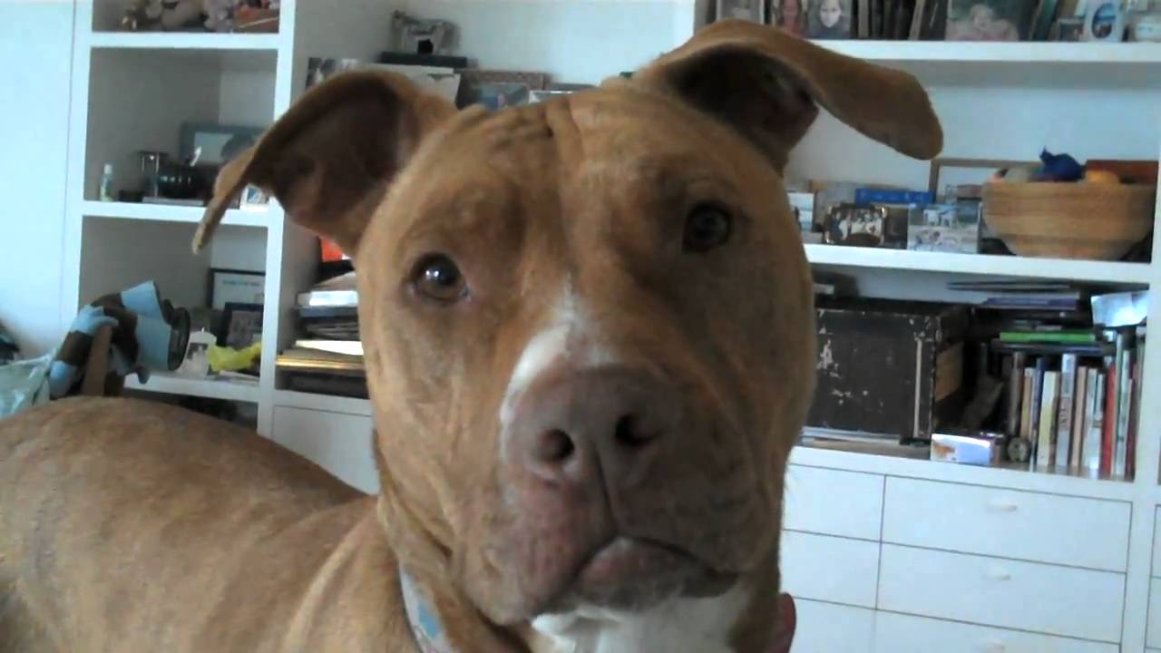 Pit Bull Face Close Up - YouTube