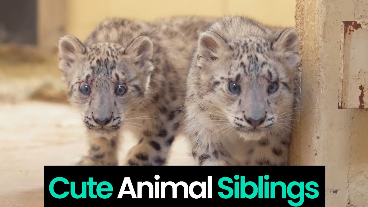 Siblings Love: Heartwarming Bond Between Cute Animal Siblings - YouTube