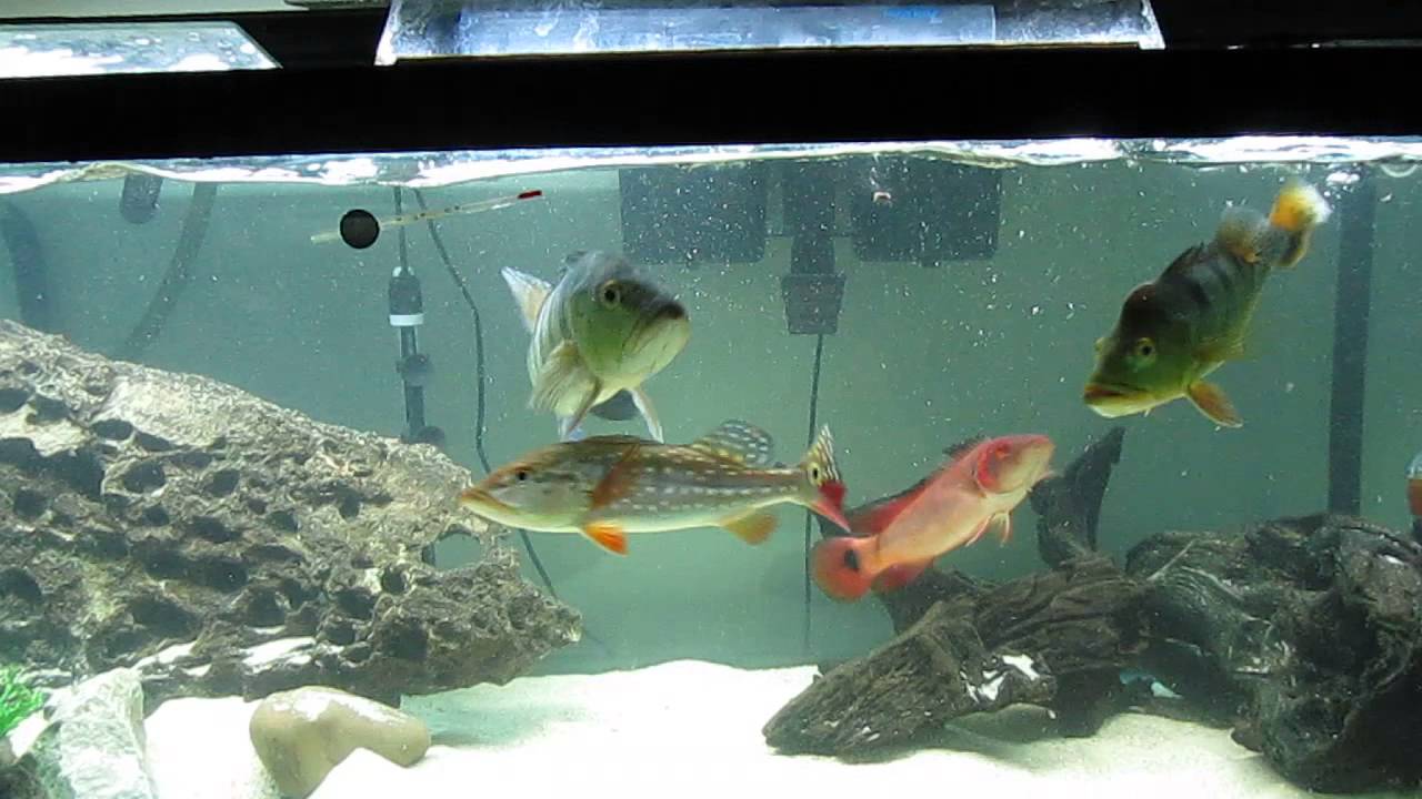 180 Gal. Peacock Bass / Pike Tank Feeding Time - YouTube